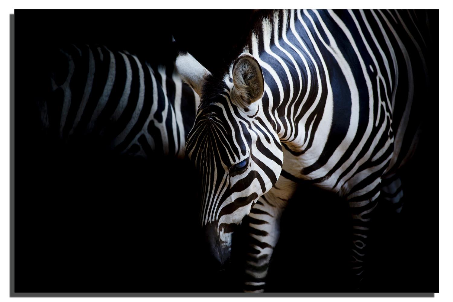 Zebras. Metal Print wall art HD aluminum. | Canvas Quest