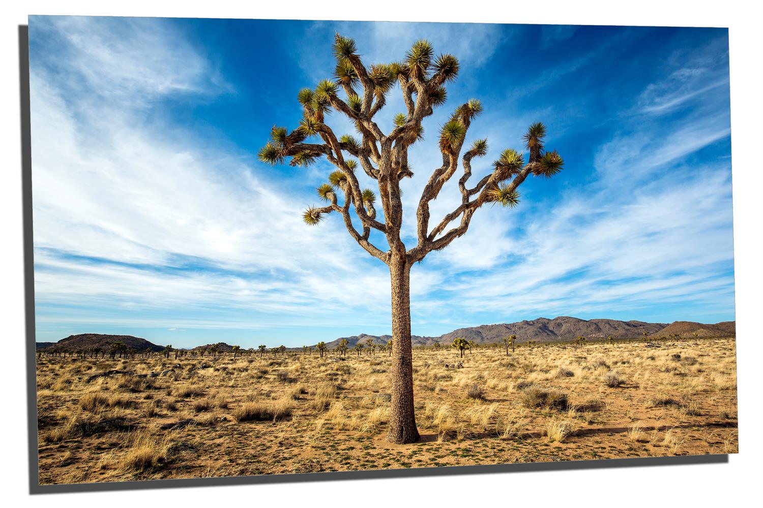 Joshua Tree Metal Print wall art National Park, HD aluminum art ...