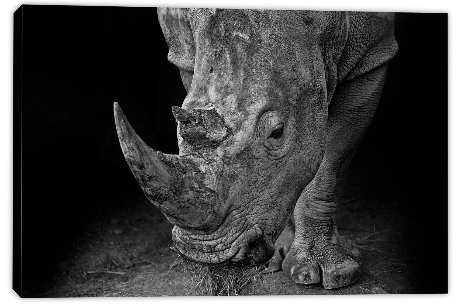 Rhinoceros Canvas Print Wall Art B&W Rhino Home decor, interior design ...