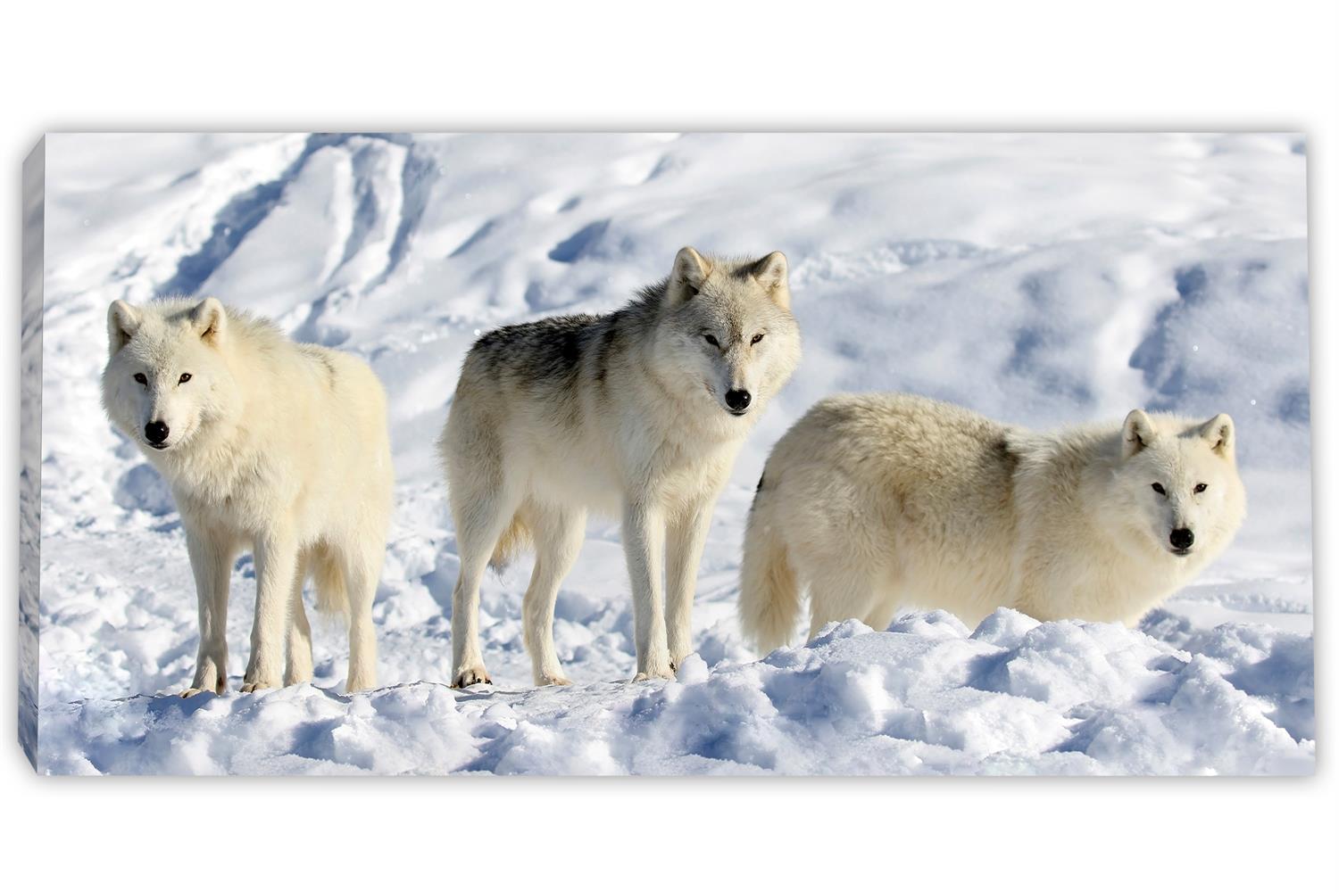 Three White Wolves Canvas Print Wall Art, Home wall decor, interior ...