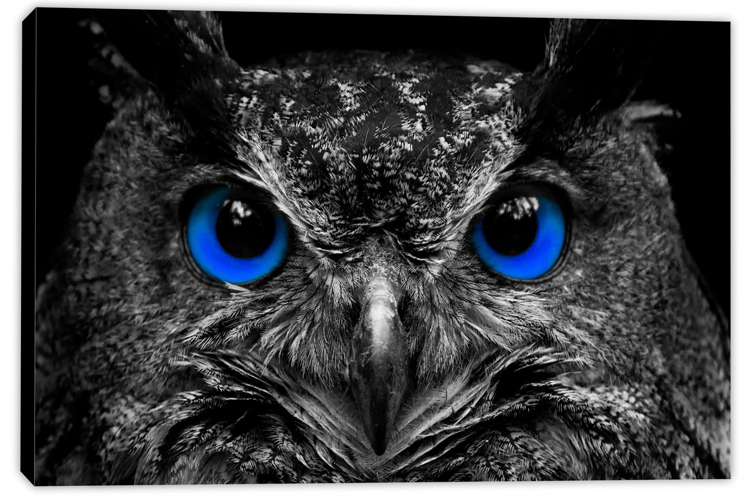 Dark Blue Eyed Owl wall art Canvas Print. Bird Art Decor Home Wall ...