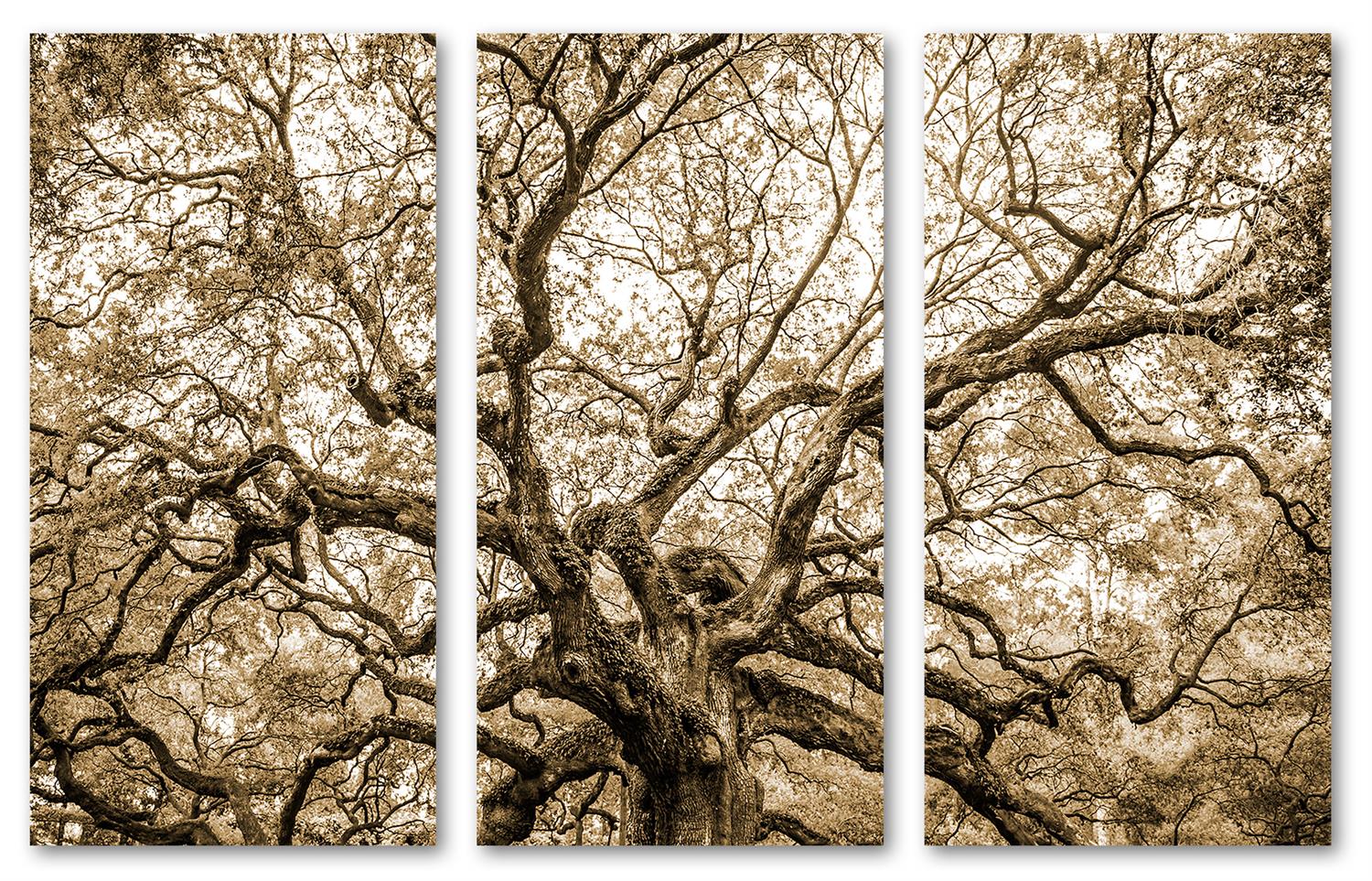 Brown Angel Oak Tree Wall Art Canvas Print. 3 Panel Split, Triptych ...